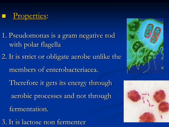 PPT - PSEUDOMONAS PowerPoint Presentation - ID:3645050