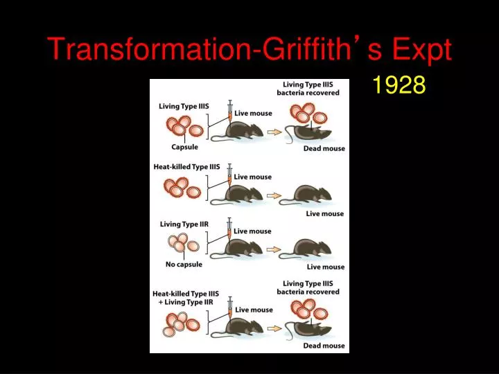 PPT - Transformation-Griffith ’ s Expt PowerPoint Presentation, free ...