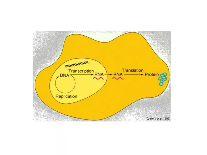 PPT - A Typical Eukaryotic Pre-mRNA Structure: PowerPoint Presentation ...