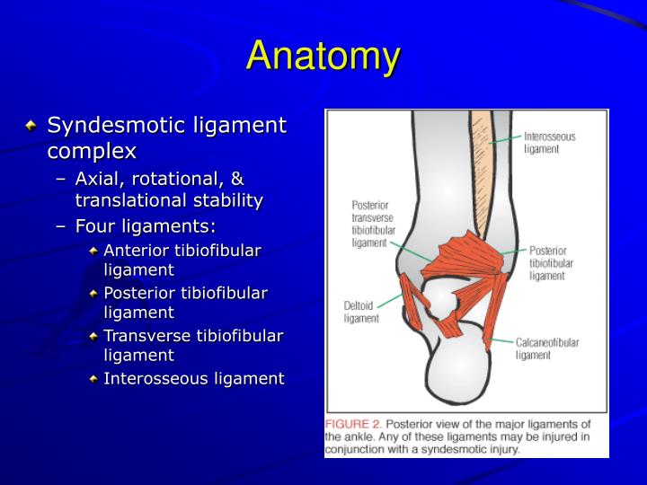PPT - X-Ray Rounds: (Plain) Radiographic Evaluation of the Ankle ...