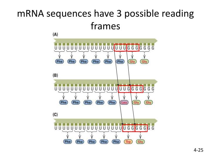 PPT - Bio 97 Midterm Review 1 PowerPoint Presentation - ID:3645480