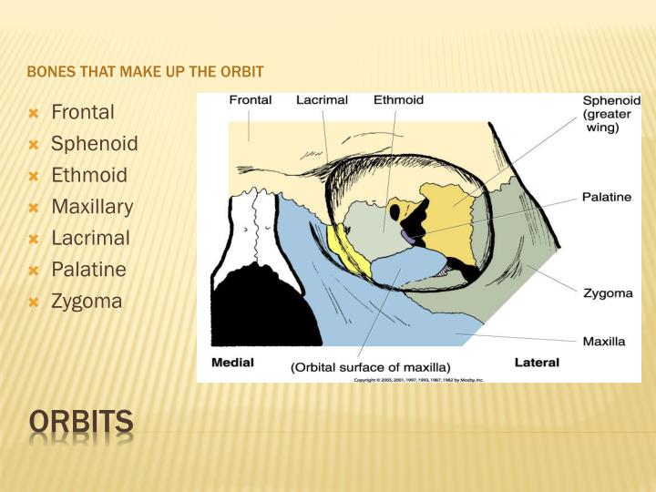 PPT - ORBITS PowerPoint Presentation - ID:3645605