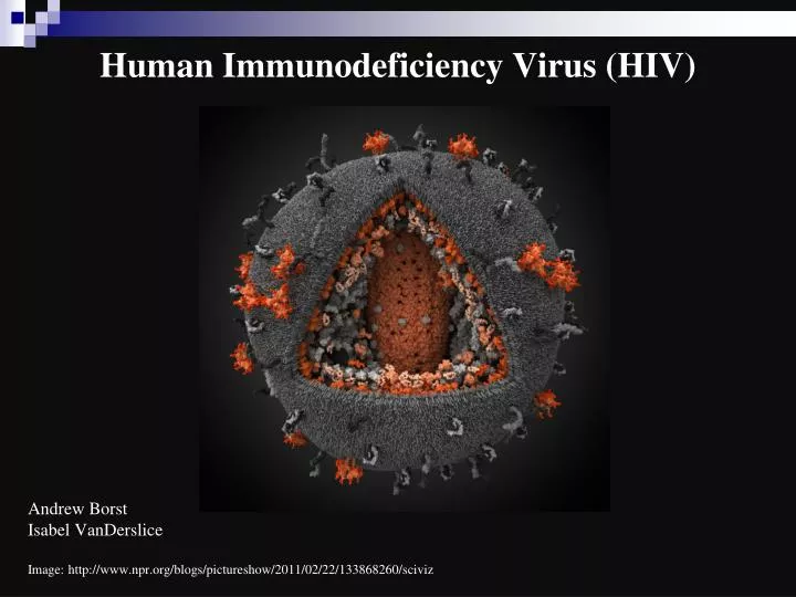 PPT - Human Immunodeficiency Virus (HIV) PowerPoint Presentation, free ...