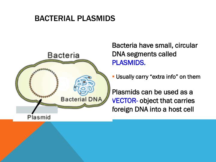 PPT - Genetic Engineering Biotechnology PowerPoint Presentation - ID ...