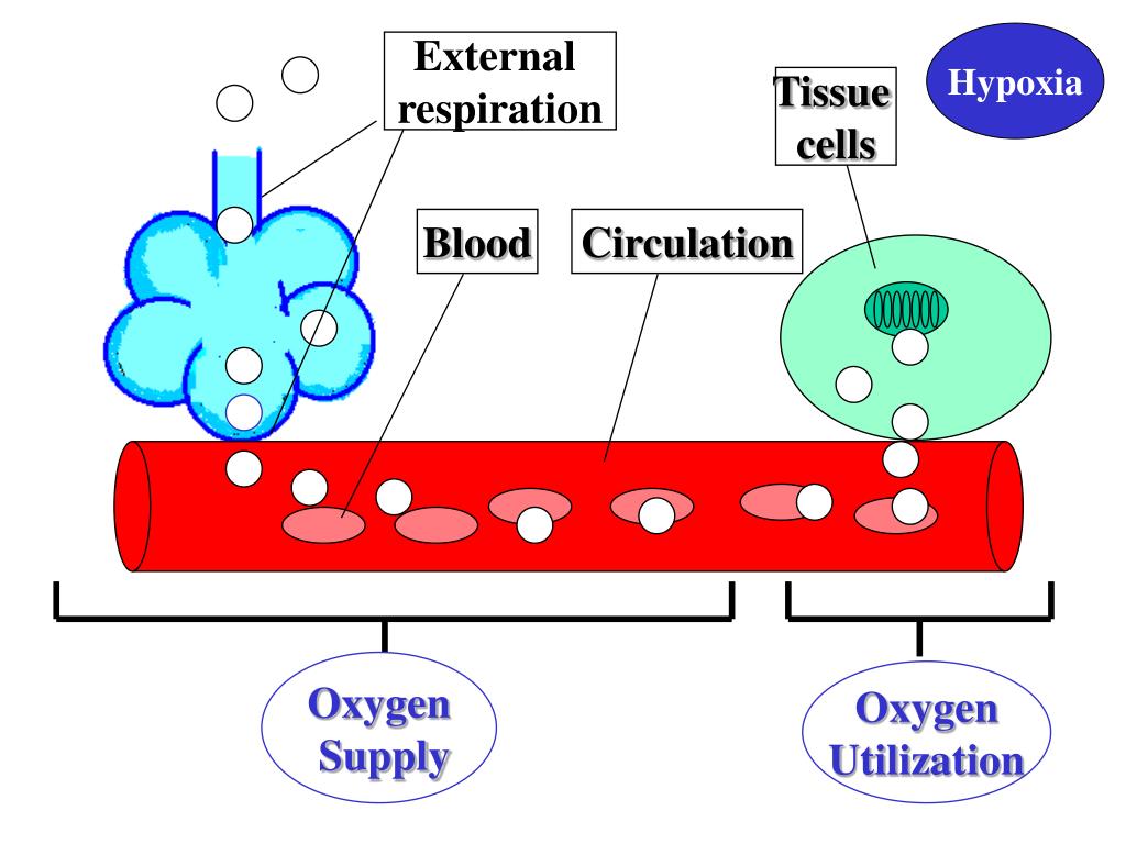 PPT - Hypoxia PowerPoint Presentation, free download - ID:3650172 PPT - Hypoxia PowerPoint Presentation, free download - ID:3650172