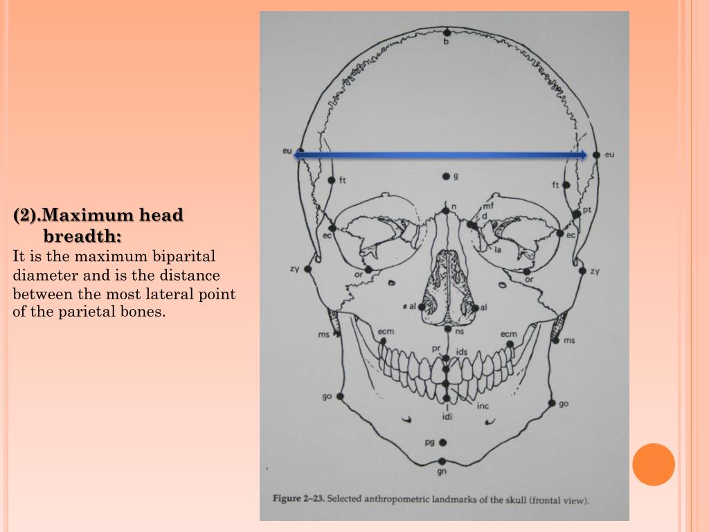PPT - Estimation of stature from cephalo -facial anthropometry in north Indian population ...