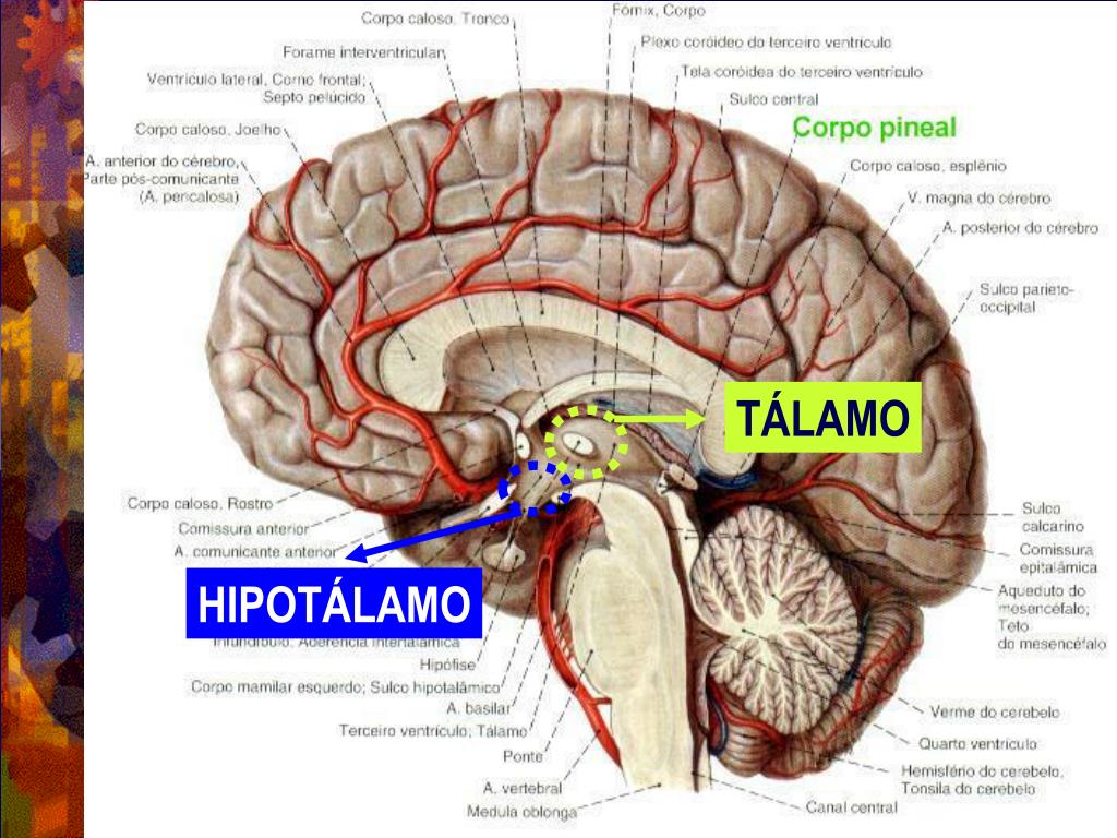 Ppt DiencÉfalo E TelencÉfalo Powerpoint Presentation Free Download