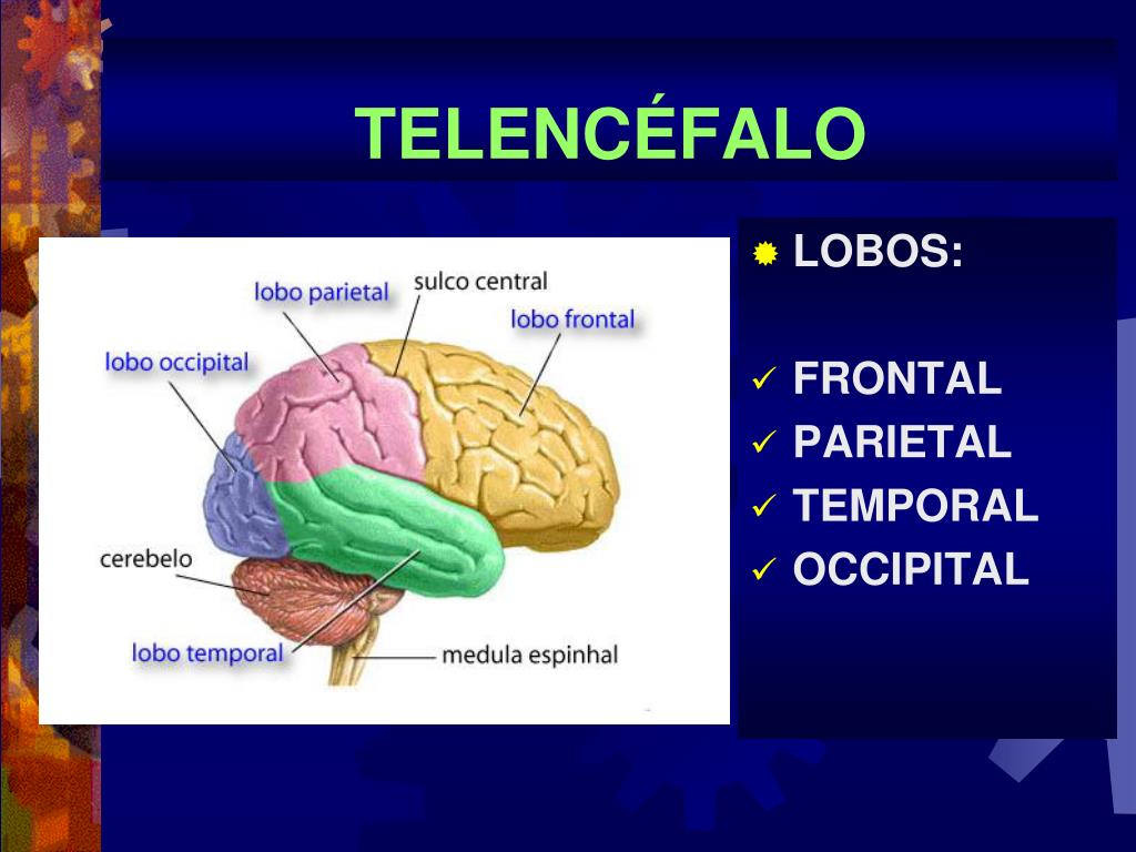 PPT - DIENCÉFALO E TELENCÉFALO PowerPoint Presentation, free download ...