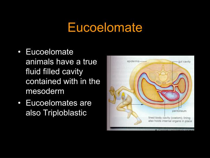 PPT - The Kingdom Animalia: Unifying Characteristics and Major ...