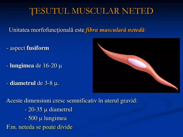 PPT - ŢESUTUL MUSCULAR NETED PowerPoint Presentation, free download ...