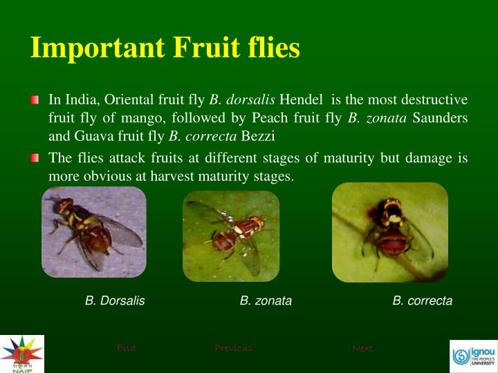 PPT - Identification, Symptoms, Nature of Damage of Mango Fruit Fly ...