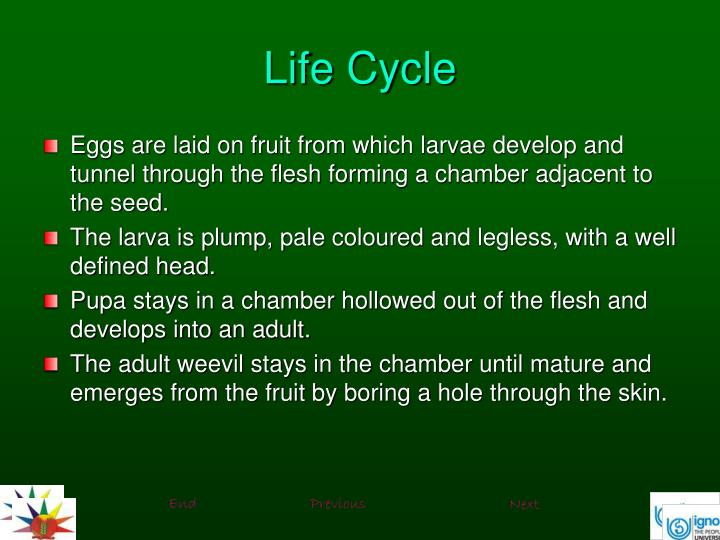 PPT - Identification, Symptoms, Nature of Damage of Mango Fruit Fly ...