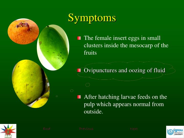PPT - Identification, Symptoms, Nature of Damage of Mango Fruit Fly ...