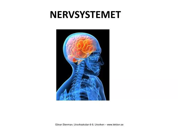 PPT - NERVSYSTEMET PowerPoint Presentation, free download - ID:3655642