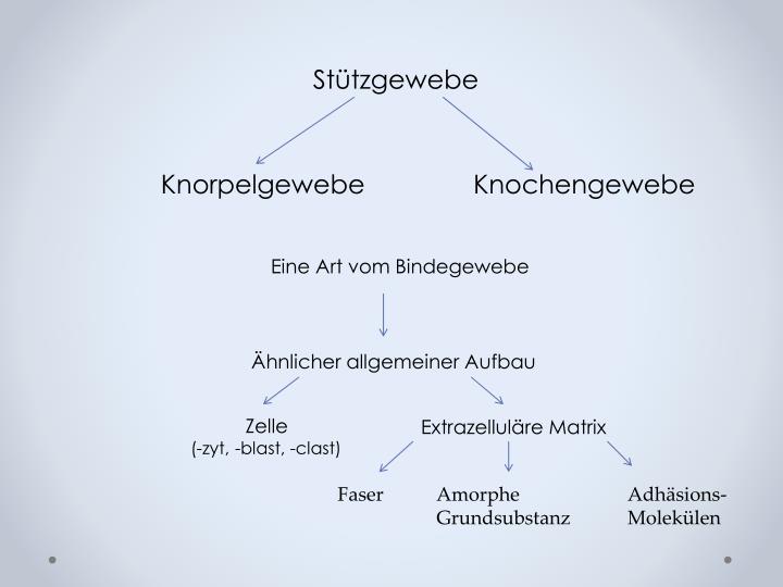 PPT - Stützgewebe - Knorpel- und Knochengewebe- PowerPoint Presentation ...