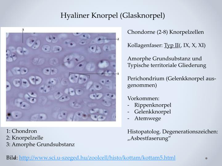 PPT - Stützgewebe - Knorpel- und Knochengewebe- PowerPoint Presentation ...