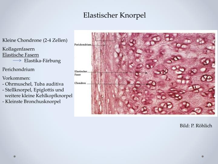 PPT - Stützgewebe - Knorpel- und Knochengewebe- PowerPoint Presentation ...
