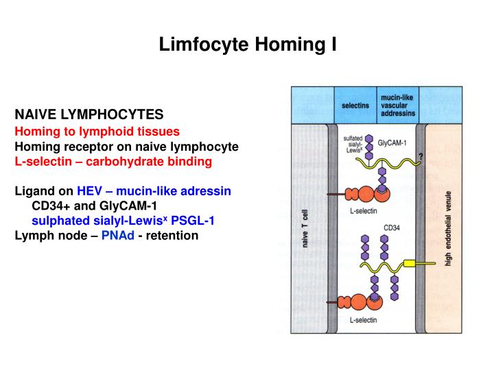 PPT - MIGRATION OF IMMUNE CELLS LYMPHOCYTE HOMING AND RECIRCULATION ...