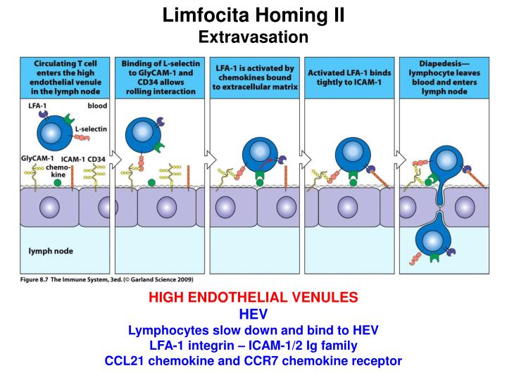 PPT - MIGRATION OF IMMUNE CELLS LYMPHOCYTE HOMING AND RECIRCULATION ...