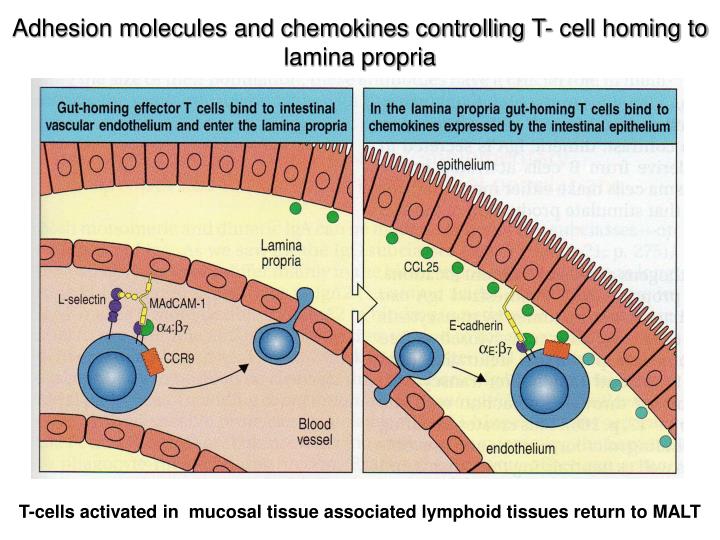 PPT - MIGRATION OF IMMUNE CELLS LYMPHOCYTE HOMING AND RECIRCULATION ...