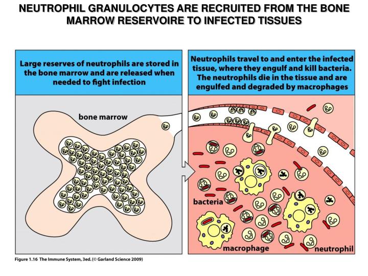 PPT - MIGRATION OF IMMUNE CELLS LYMPHOCYTE HOMING AND RECIRCULATION ...