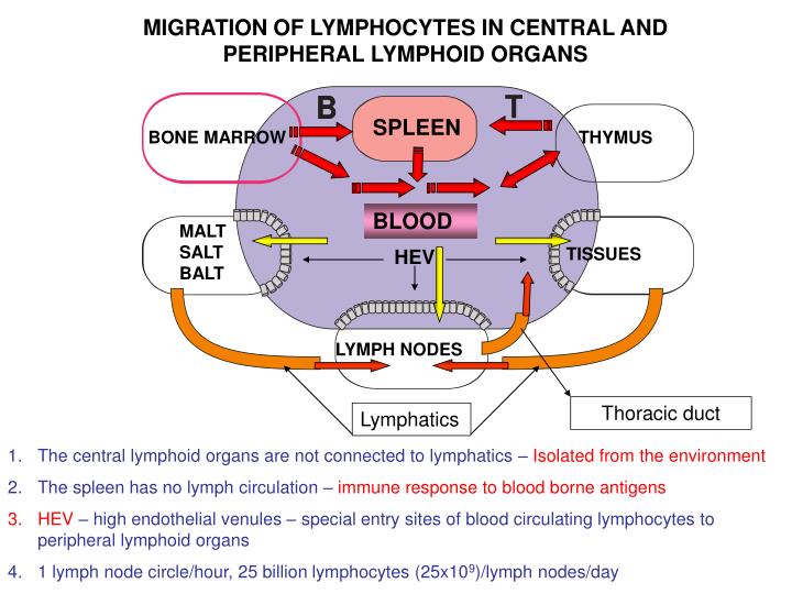 PPT - MIGRATION OF IMMUNE CELLS LYMPHOCYTE HOMING AND RECIRCULATION ...