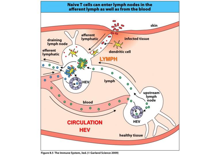 PPT - MIGRATION OF IMMUNE CELLS LYMPHOCYTE HOMING AND RECIRCULATION ...
