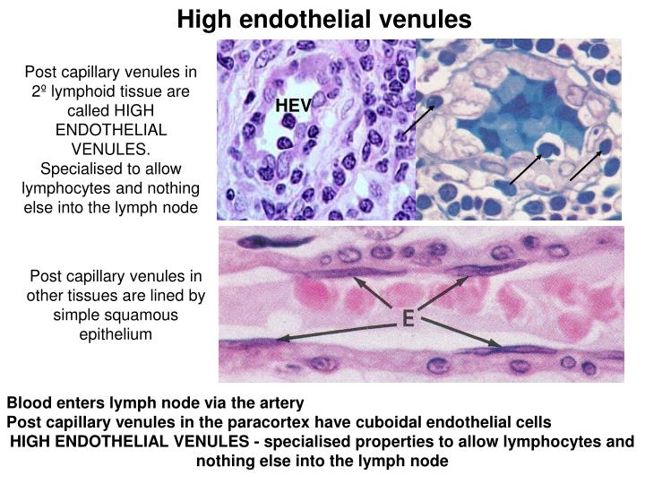 PPT - MIGRATION OF IMMUNE CELLS LYMPHOCYTE HOMING AND RECIRCULATION ...