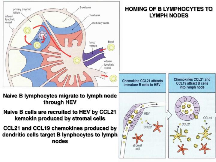 PPT - MIGRATION OF IMMUNE CELLS LYMPHOCYTE HOMING AND RECIRCULATION ...