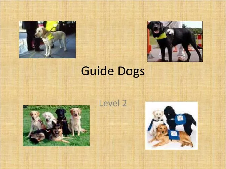 PPT - Guide Dogs PowerPoint Presentation, free download - ID:3656503