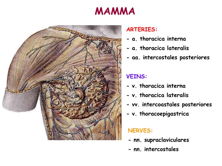 PPT - SKIN, HAIR, NAIL AND MAMMARY GLAND PowerPoint Presentation - ID ...