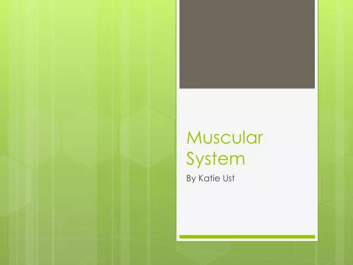 PPT - Muscular System PowerPoint Presentation, free download - ID:3660110