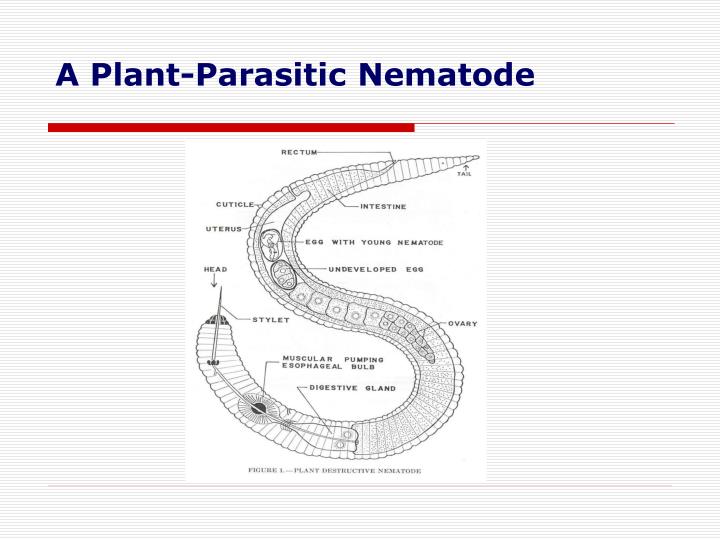 PPT - Nematode Extraction Methods: Baermann Funnel and Modified ...