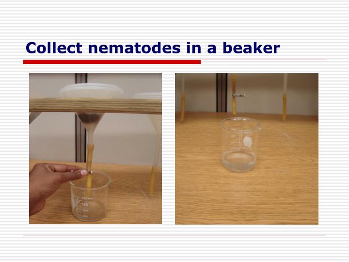 PPT - Nematode Extraction Methods: Baermann Funnel and Modified ...