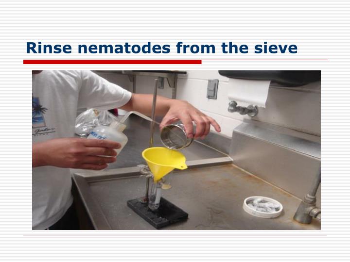 PPT - Nematode Extraction Methods: Baermann Funnel and Modified ...