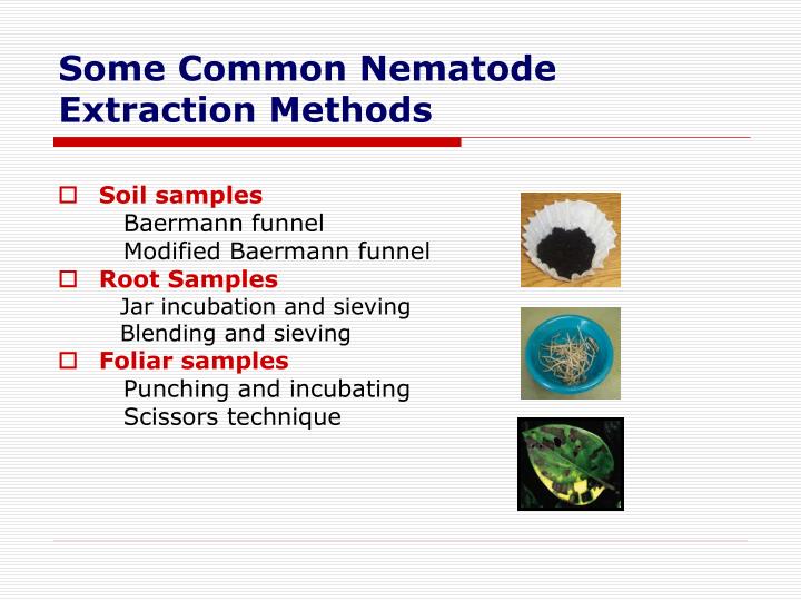 PPT - Nematode Extraction Methods: Baermann Funnel and Modified ...