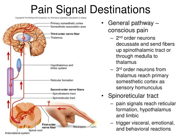 PPT - Clinical Considerations of the Nervous System PowerPoint ...