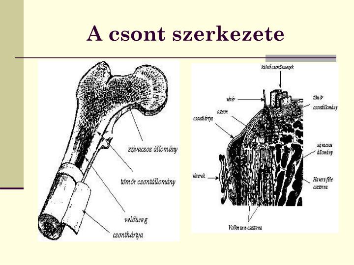 PPT - Az állatok mozgása PowerPoint Presentation - ID:3661608