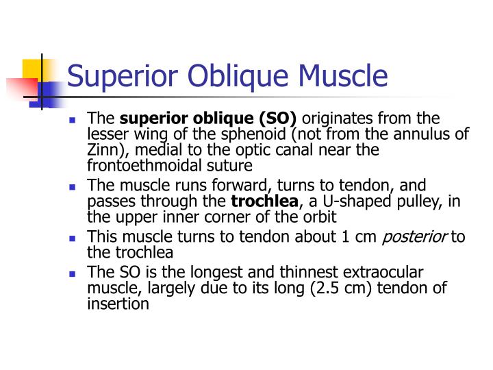 PPT - Extraocular Muscles PowerPoint Presentation - ID:3662536