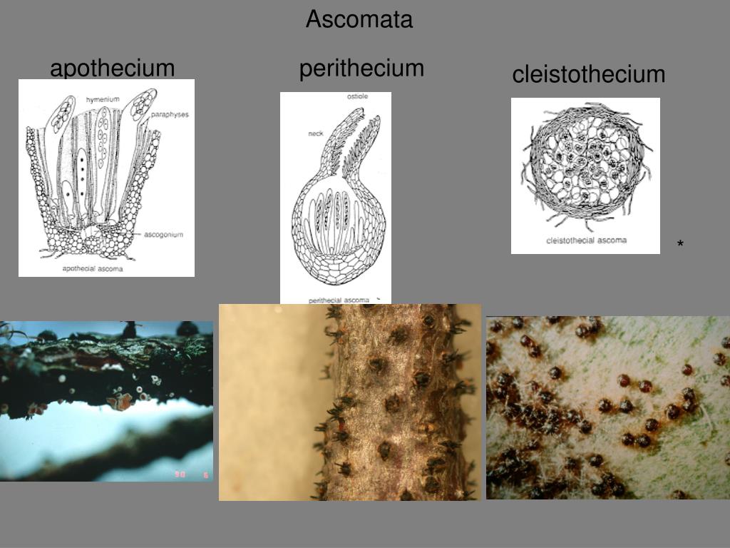 PPT - Biological Invasions: a threat to California Ecosystems ...