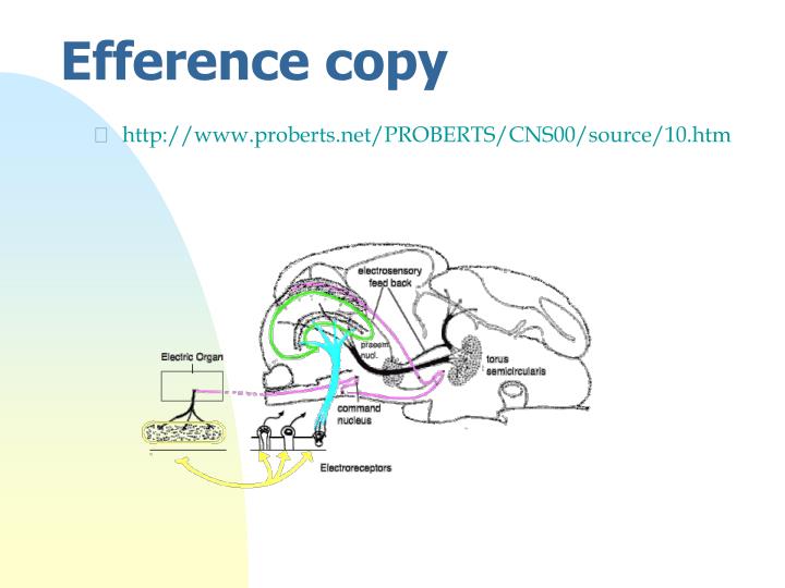 PPT - Electric fish PowerPoint Presentation - ID:3663827