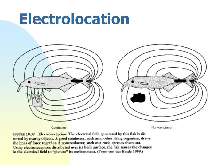 PPT - Electric fish PowerPoint Presentation - ID:3663827