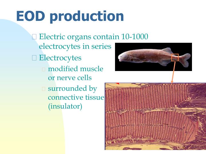 PPT - Electric fish PowerPoint Presentation - ID:3663827
