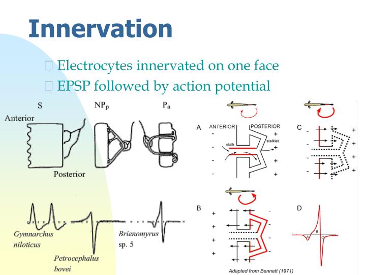 PPT - Electric fish PowerPoint Presentation - ID:3663827
