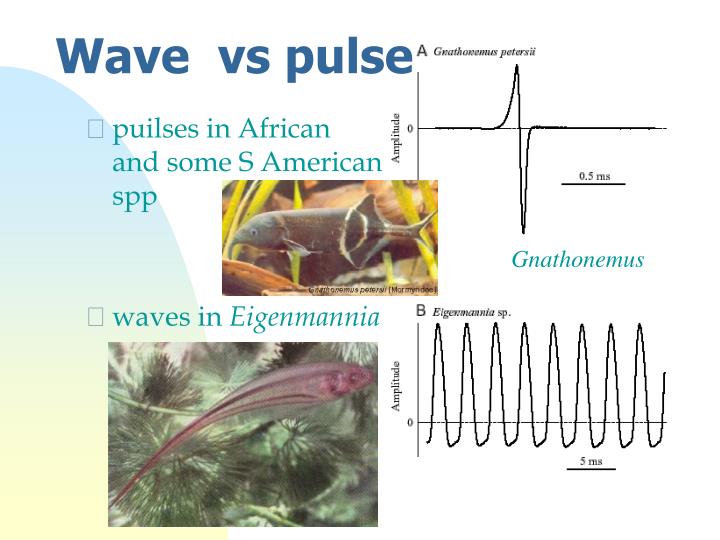 PPT - Electric fish PowerPoint Presentation - ID:3663827
