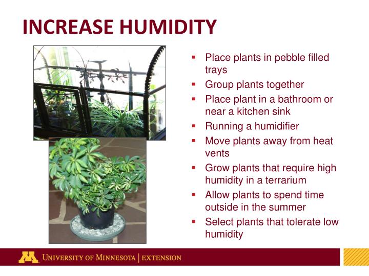 PPT - Houseplants PowerPoint Presentation - ID:3664394