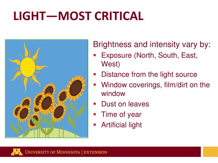 PPT - Houseplants PowerPoint Presentation - ID:3664394