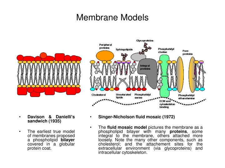PPT - Lipids and membranes PowerPoint Presentation - ID:3665322