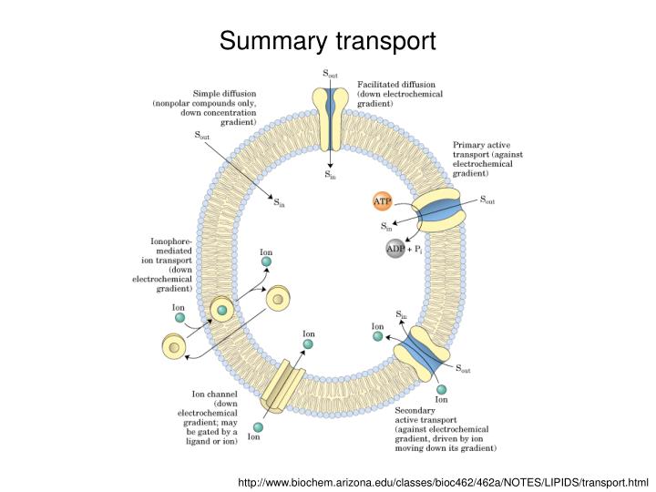 PPT - Lipids and membranes PowerPoint Presentation - ID:3665322