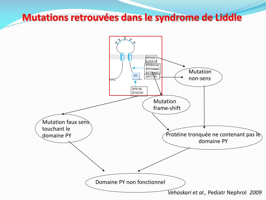 PPT - Syndrome de Liddle et canal sodium épithélial ( ENaC ) PowerPoint ...